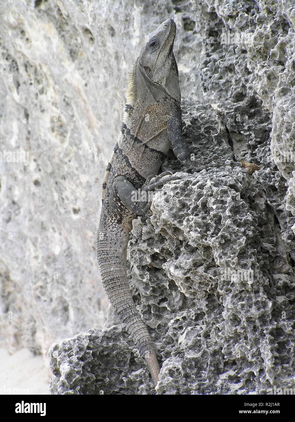 lizard on the beach in tulum,mexico Stock Photo - Alamy