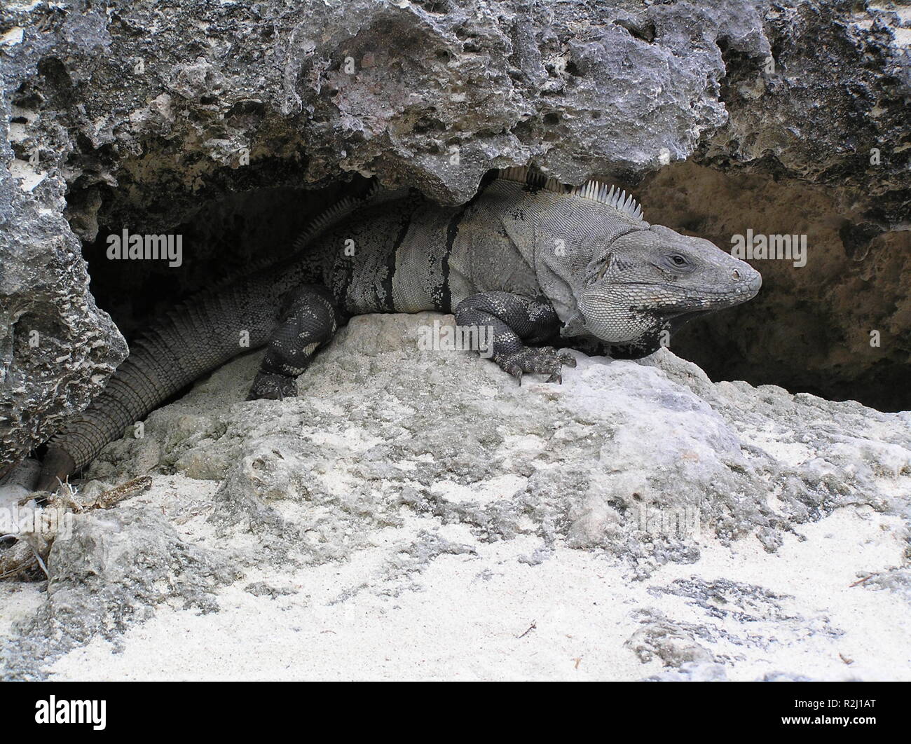 lizard on the beach in tulum,mexico Stock Photo - Alamy