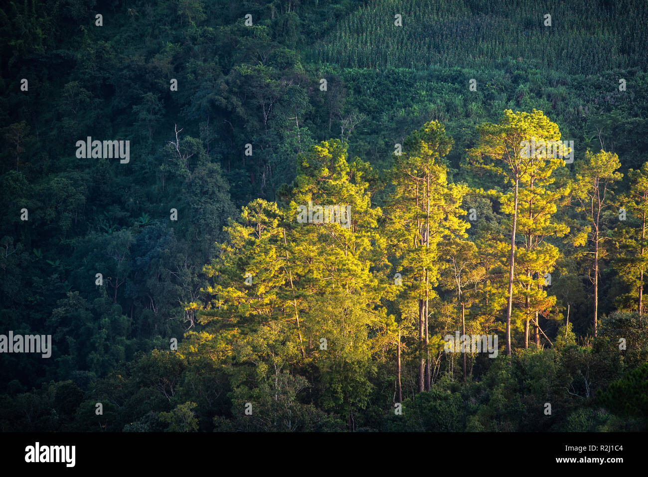 Sun shines on pine trees Stock Photo - Alamy