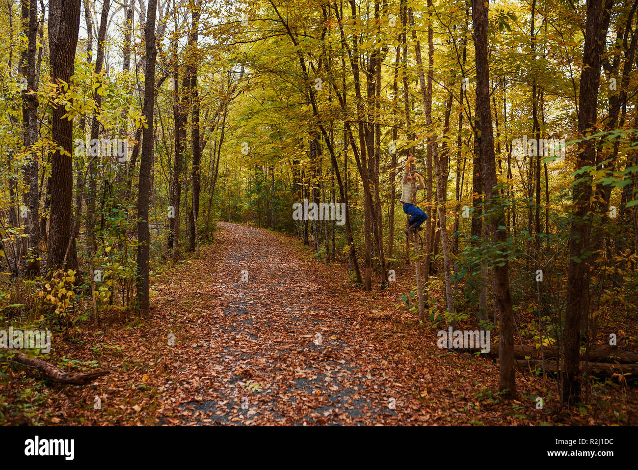 Boy climbing a tree in the forest, United States Stock Photo - Alamy