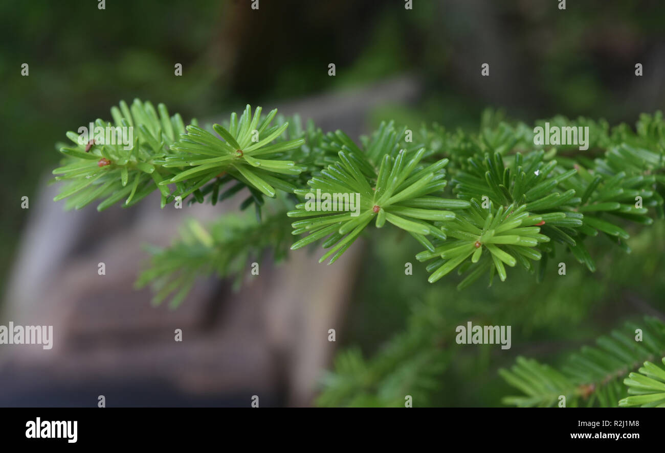 Beautiful Branched of Evergreen Tree Shown in Detail Stock Photo - Alamy