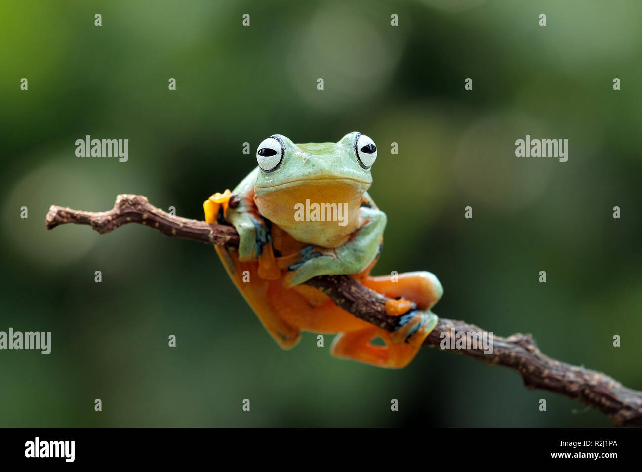 Javan tree frog on branch, Indonesia Stock Photo - Alamy