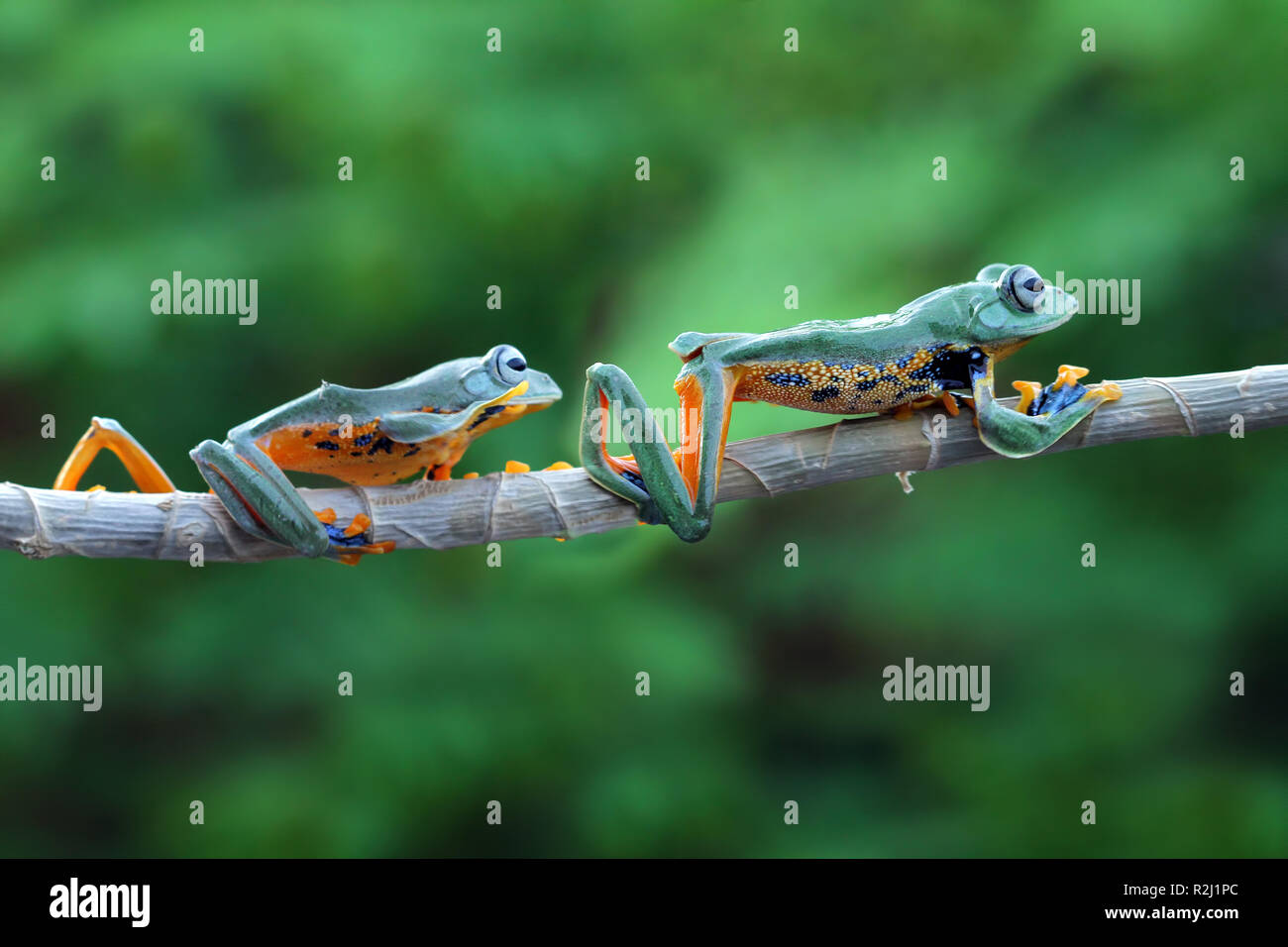 Two Javan tree frogs on a branch, Indonesia Stock Photo - Alamy