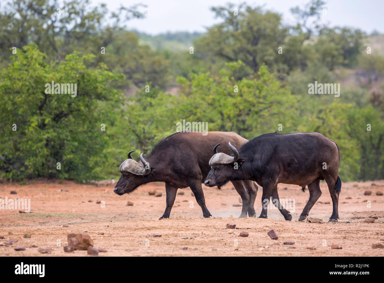 Two African buffalo big bull in Kruger National park, South Africa ...
