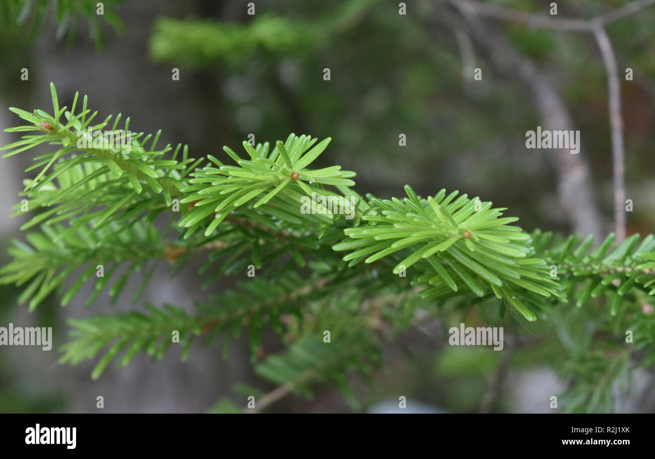 Beautiful Photograph of Evergreen Tree Branches Stock Photo - Alamy