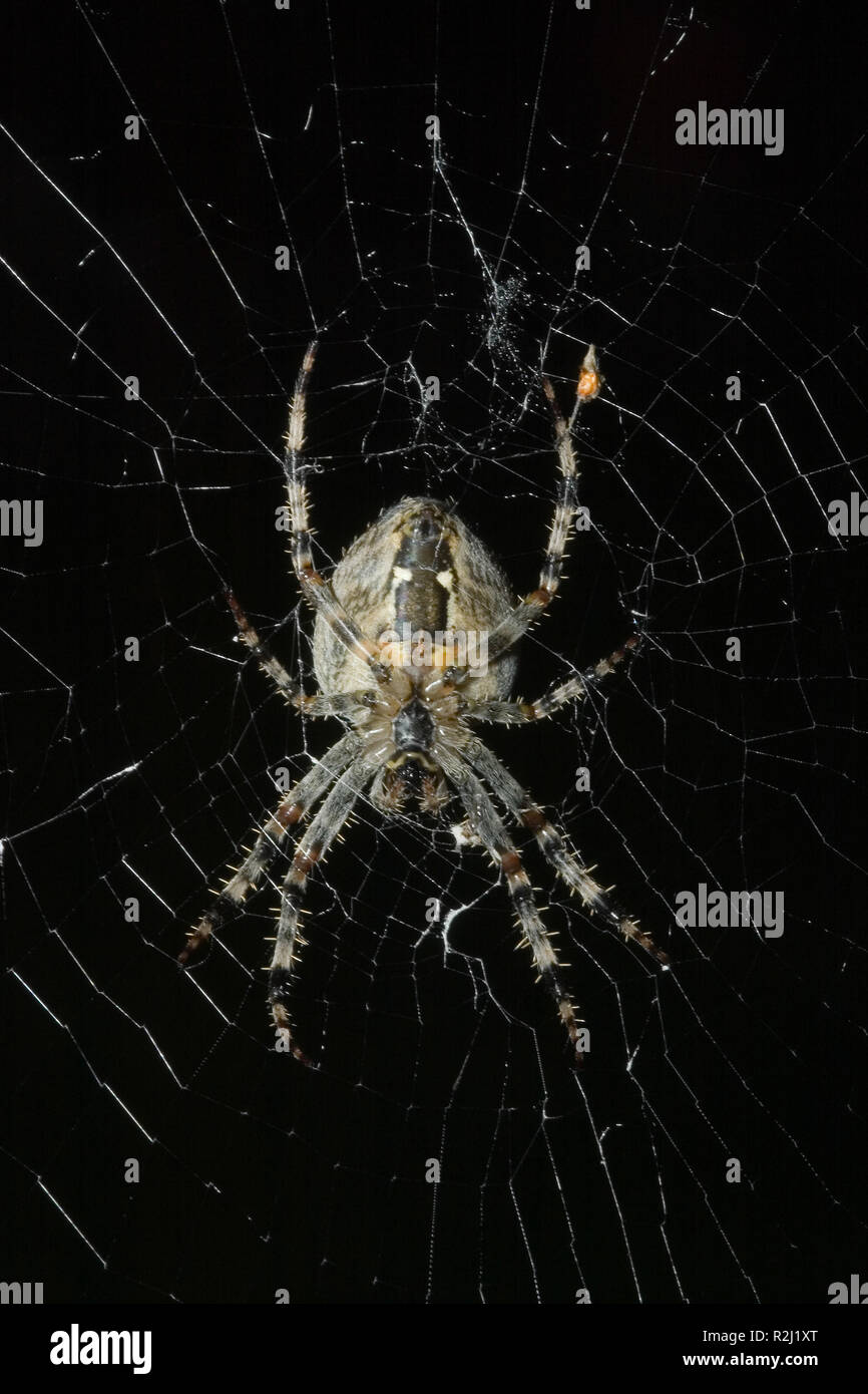 Spinnenmakro hi-res stock photography and images - Alamy