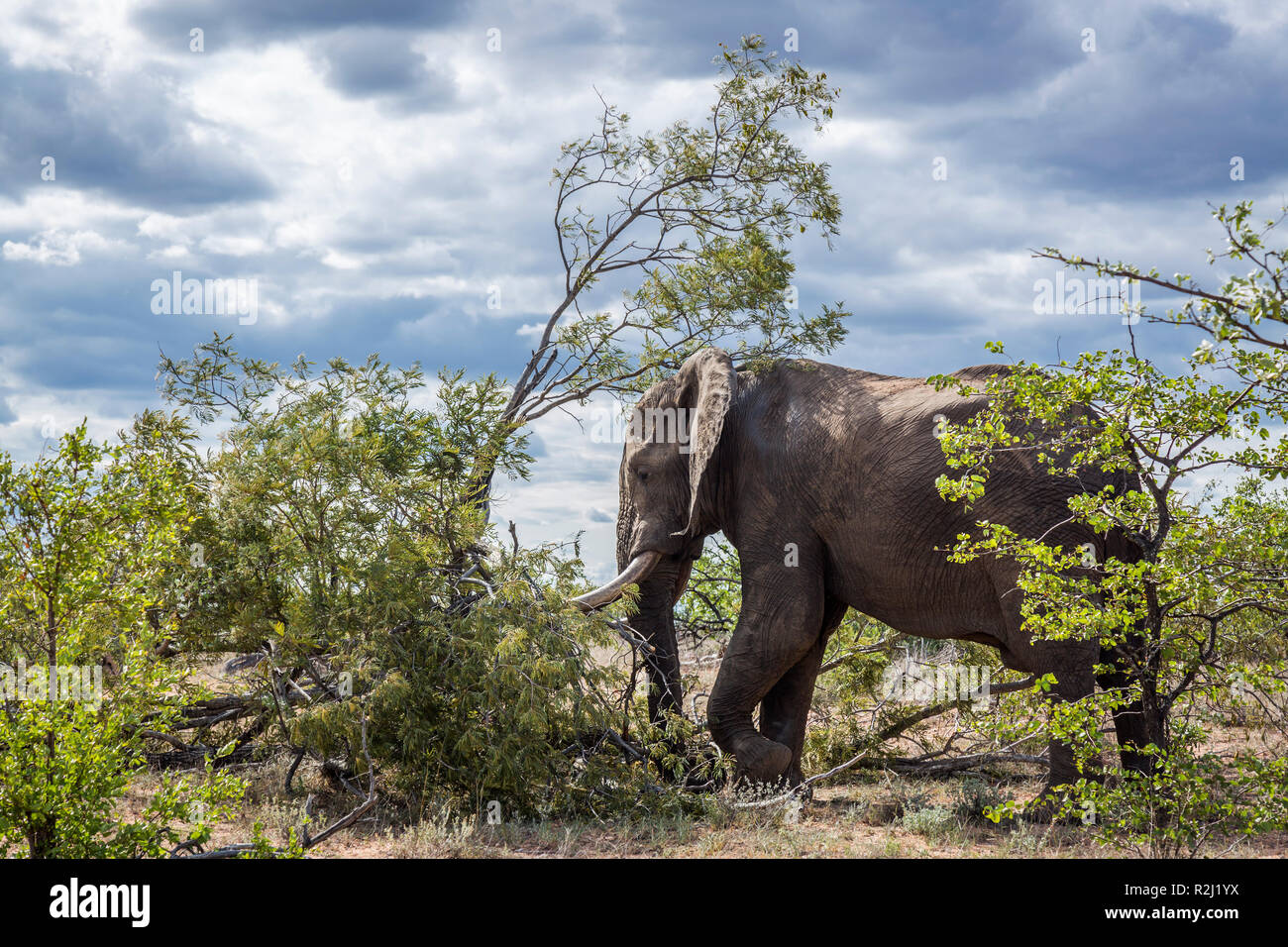 African bush elephant resting in shrub shadow in Kruger National park ...