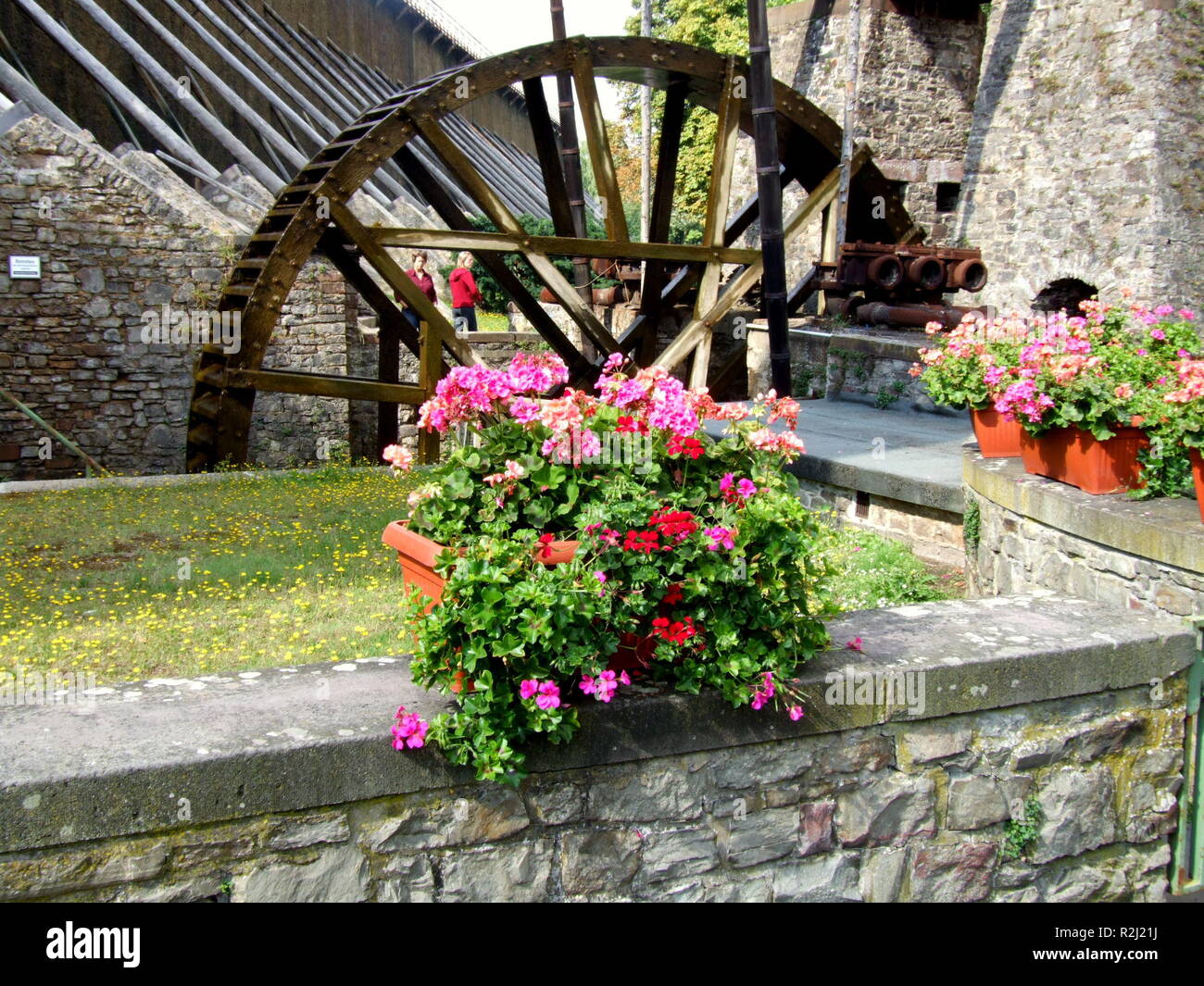 Waterwheel plant hi-res stock photography and images - Alamy