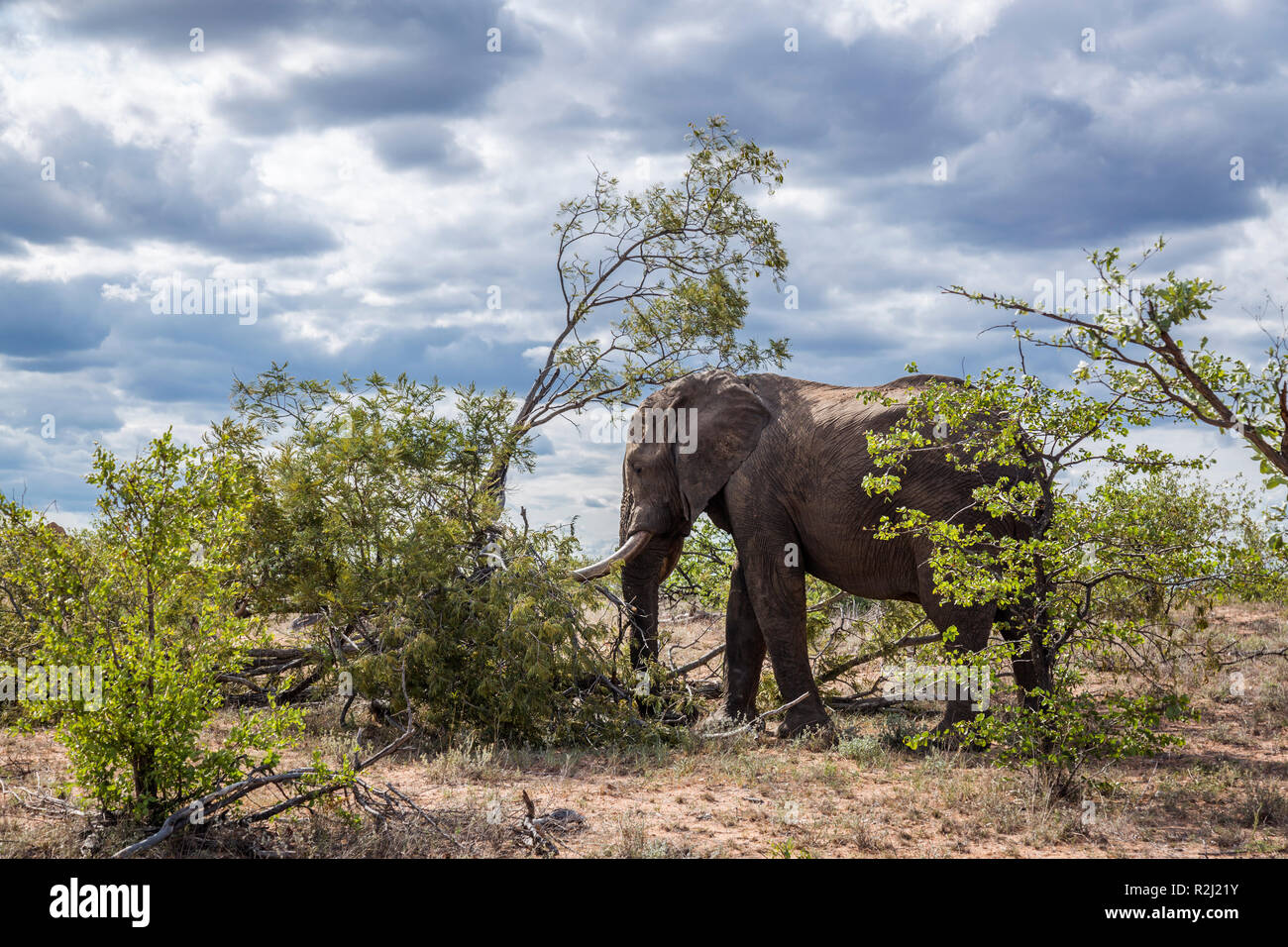 African bush elephant resting in shrub shadow in Kruger National park ...