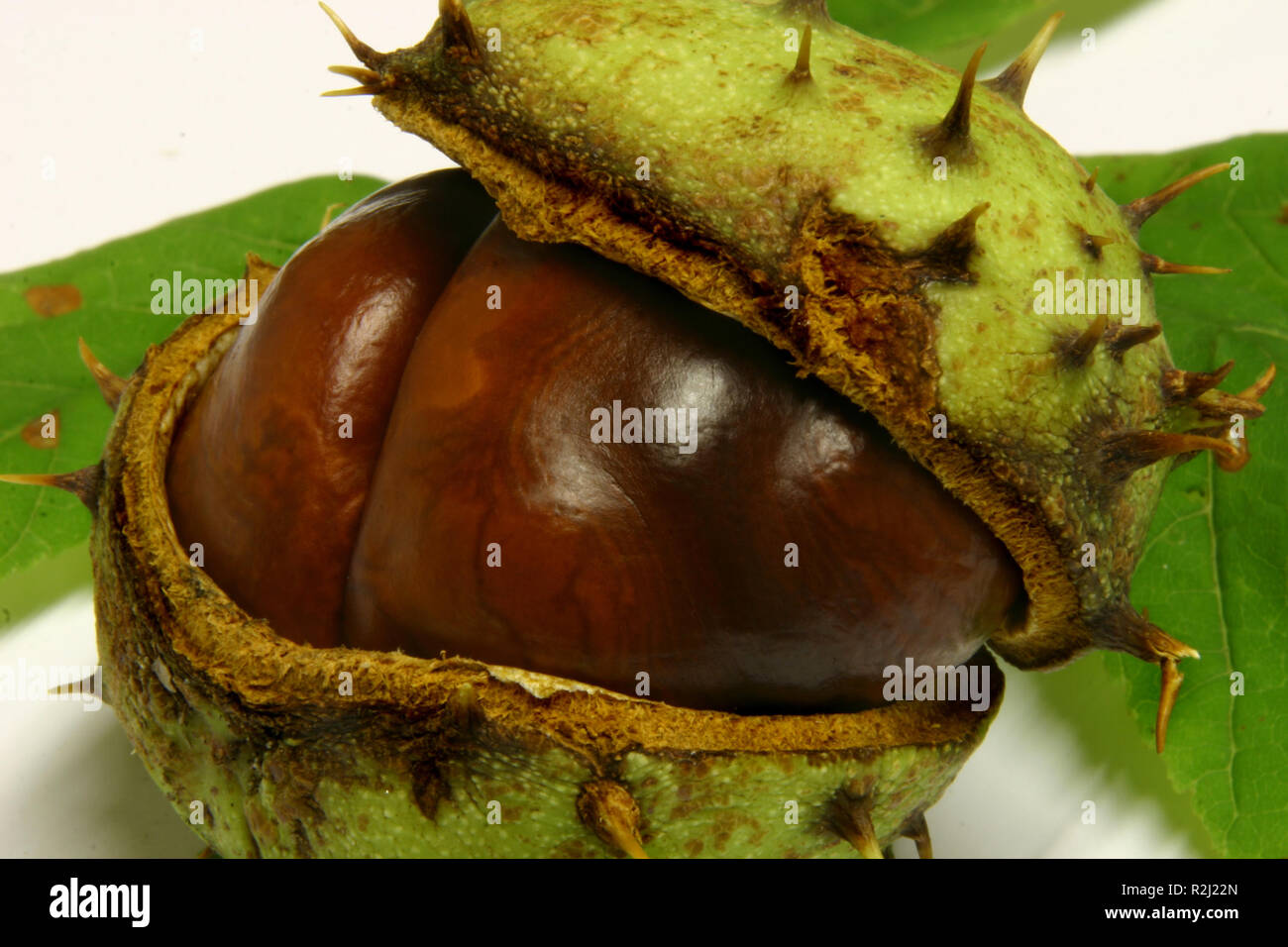 Wilde kastanie hi-res stock photography and images - Alamy