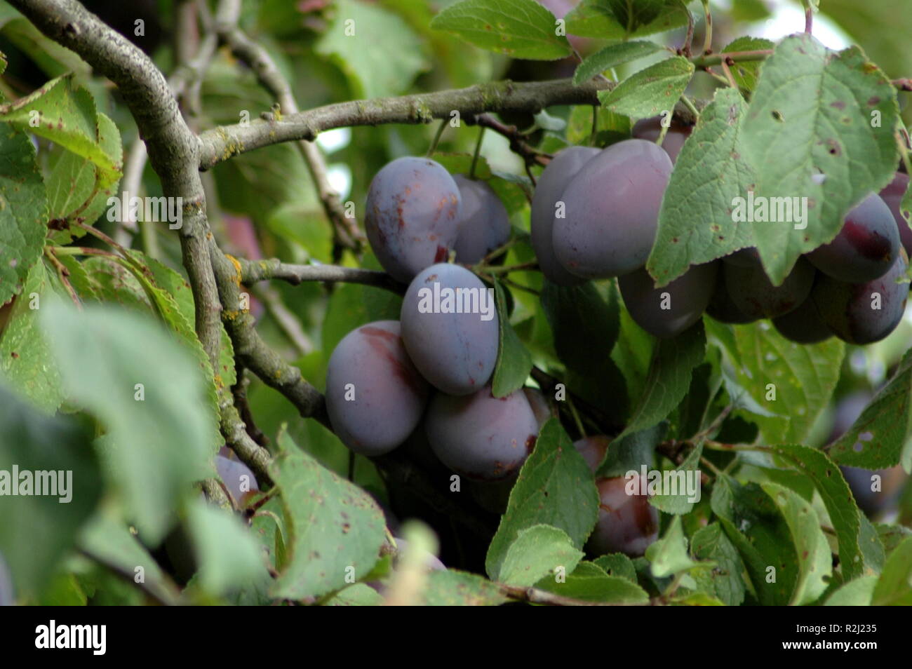 Pome tree hi-res stock photography and images - Alamy