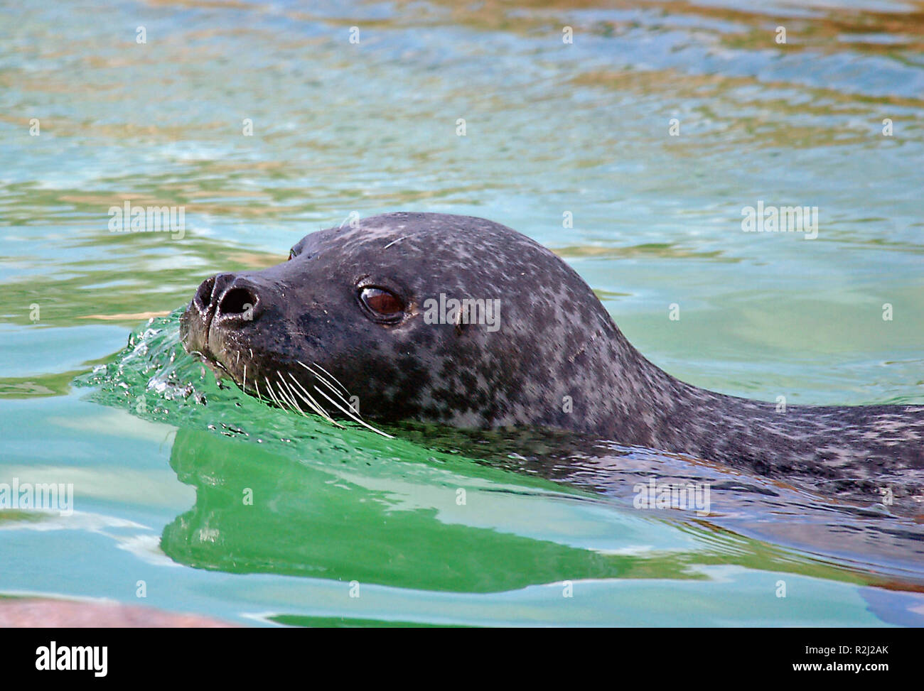 robbe while swimming Stock Photo - Alamy