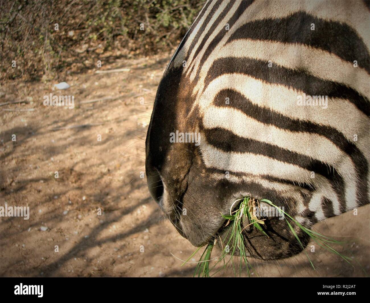 Grass in zebra mouth hi-res stock photography and images - Alamy