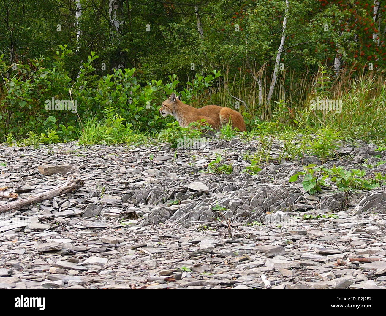lynx project resin,trained lynx Stock Photo - Alamy