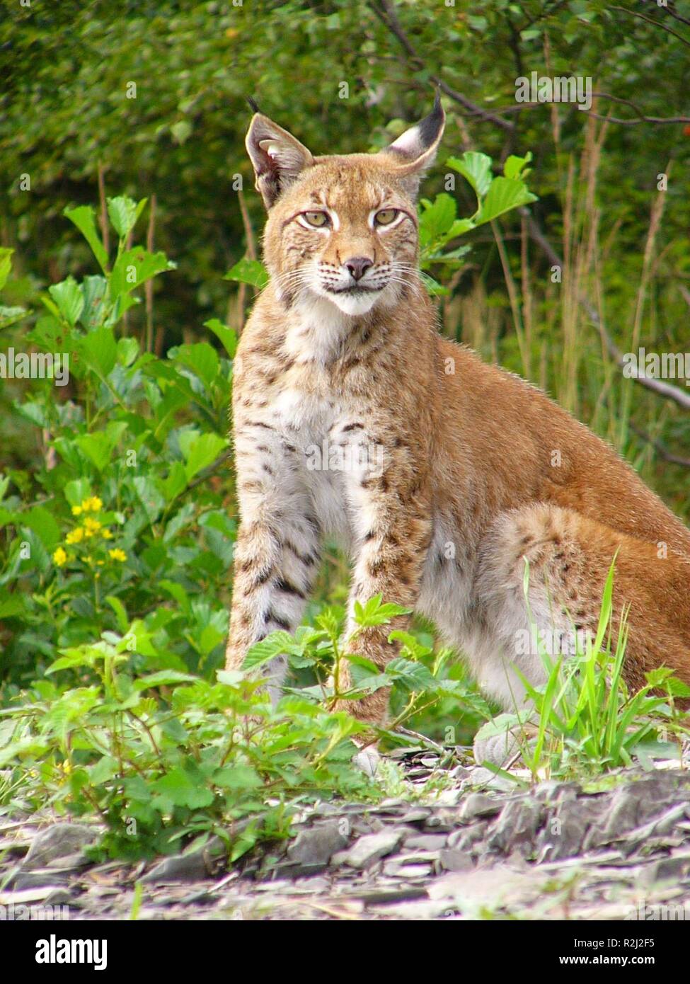 Lynx conservation hi-res stock photography and images - Alamy