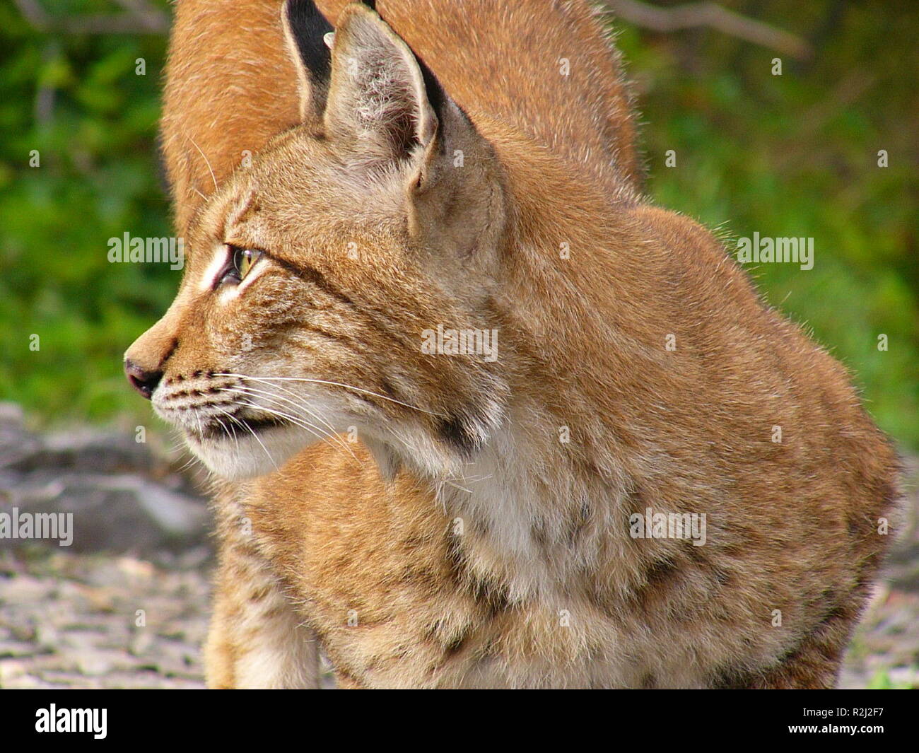 lynx project resin,trained lynx Stock Photo - Alamy