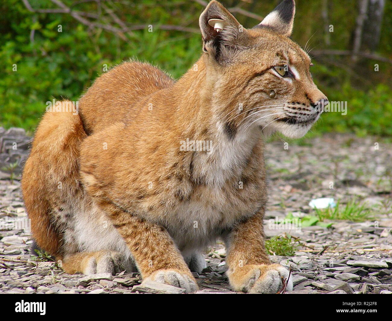 Lynx conservation hi-res stock photography and images - Alamy