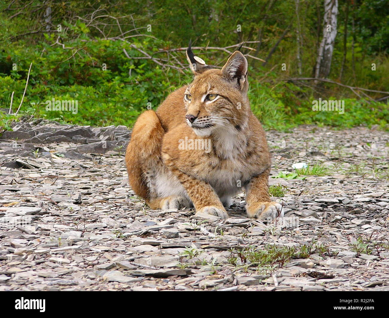 Lynx conservation hi-res stock photography and images - Alamy