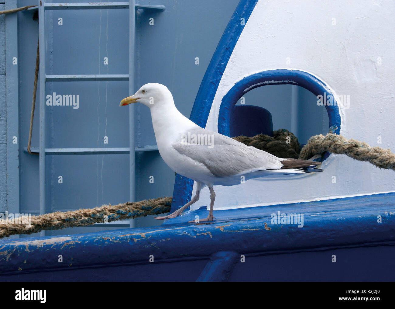 Seagull strut hi-res stock photography and images - Alamy