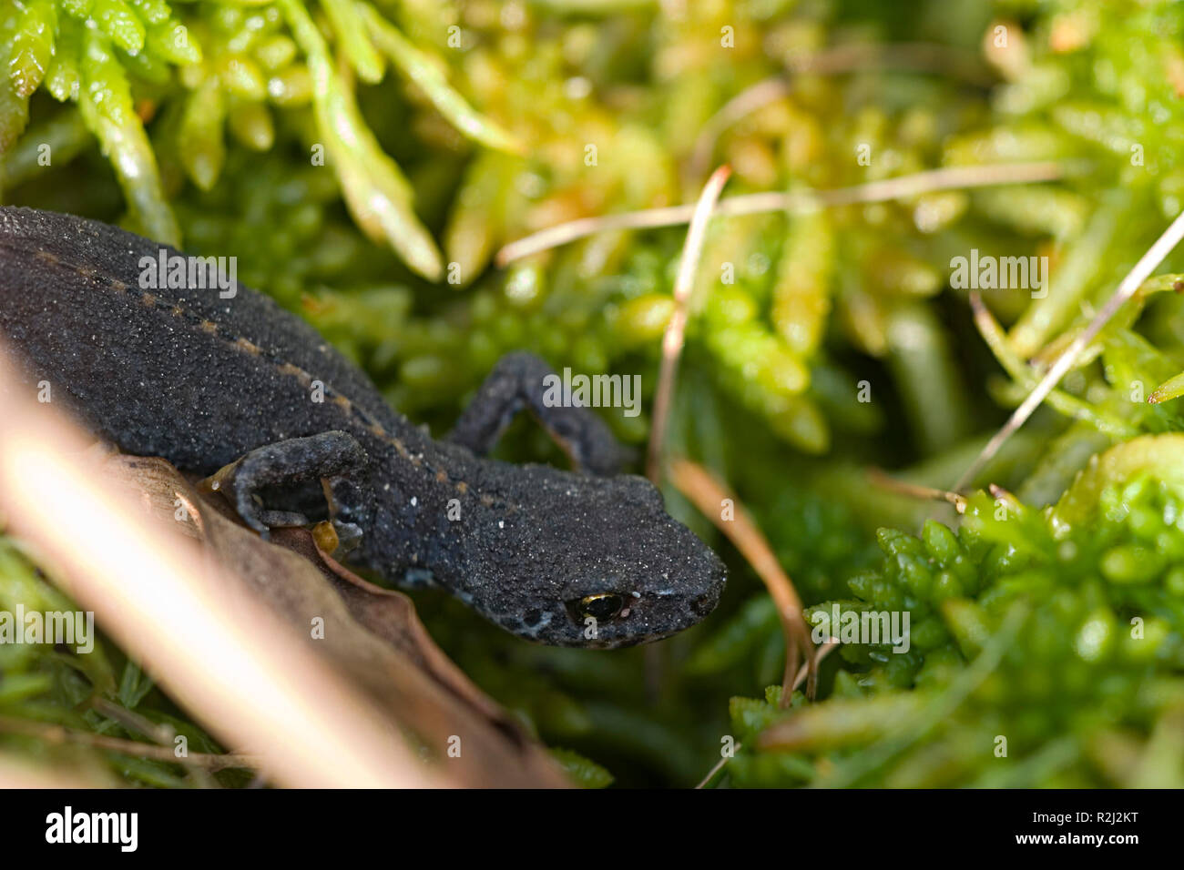 Eye of newt hi-res stock photography and images - Alamy