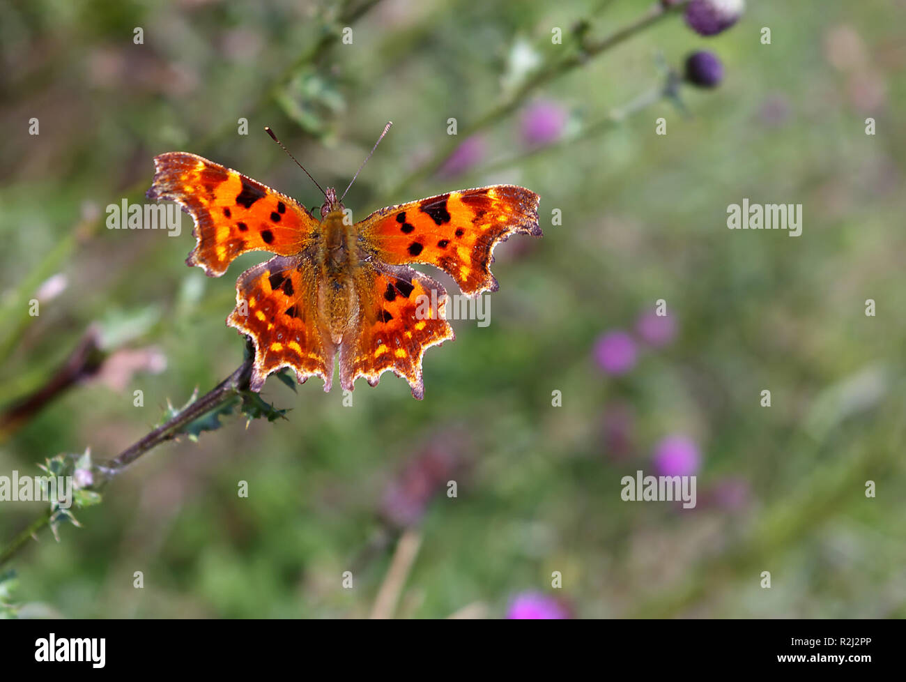 Falter edelfalter hi-res stock photography and images - Alamy