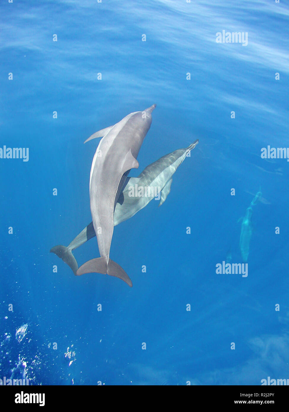 dolphins - threatened marine mammals Stock Photo - Alamy