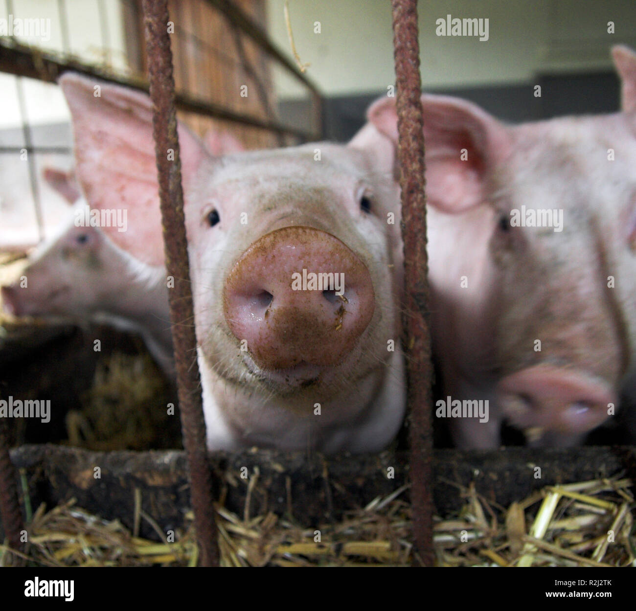 Ferkel hi-res stock photography and images - Alamy