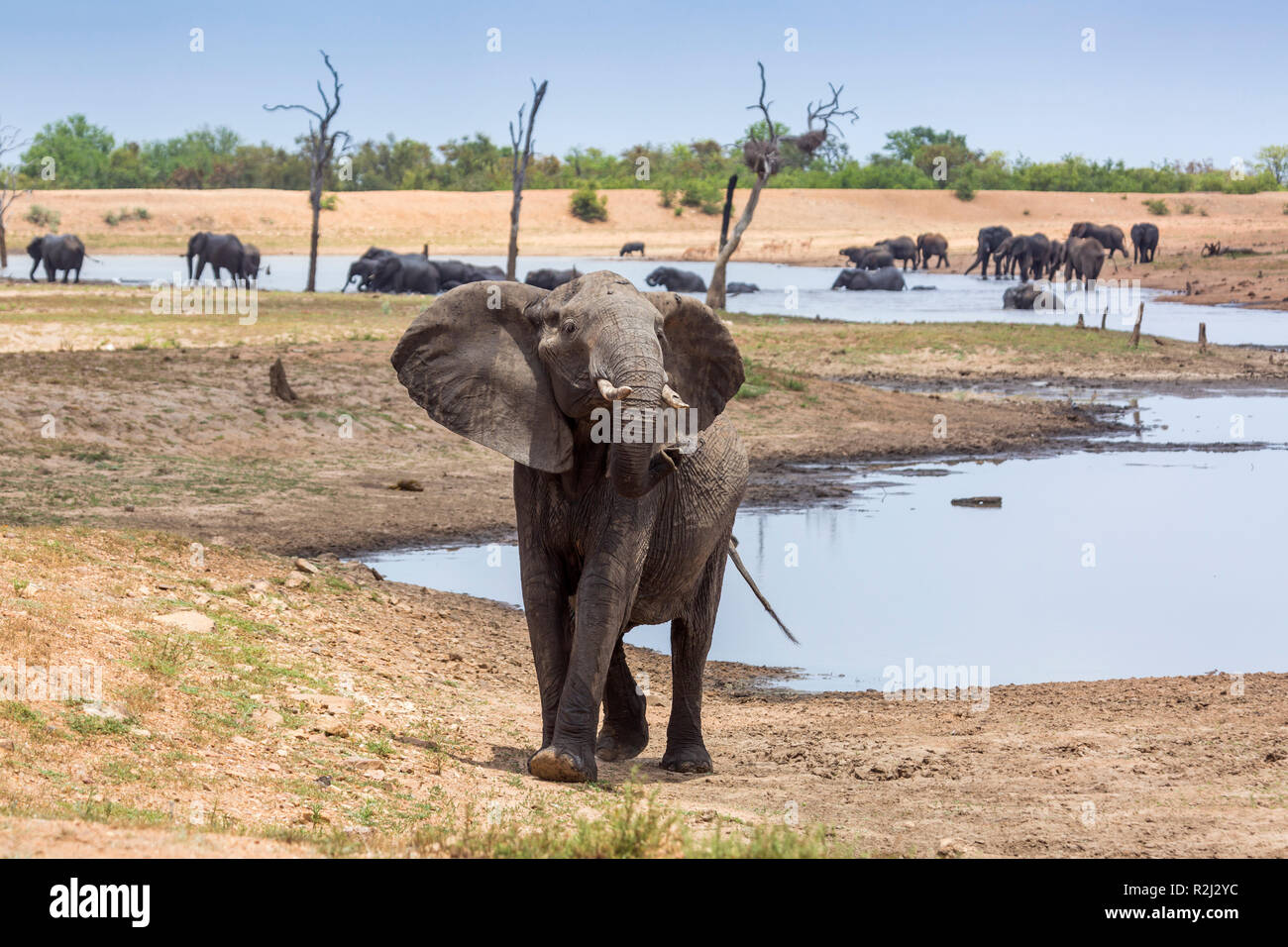 Elephant angry hi-res stock photography and images - Alamy