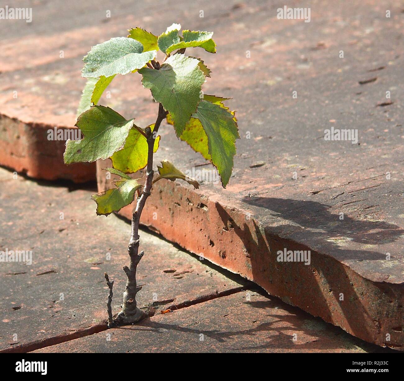 Stubborn growth hi-res stock photography and images - Alamy