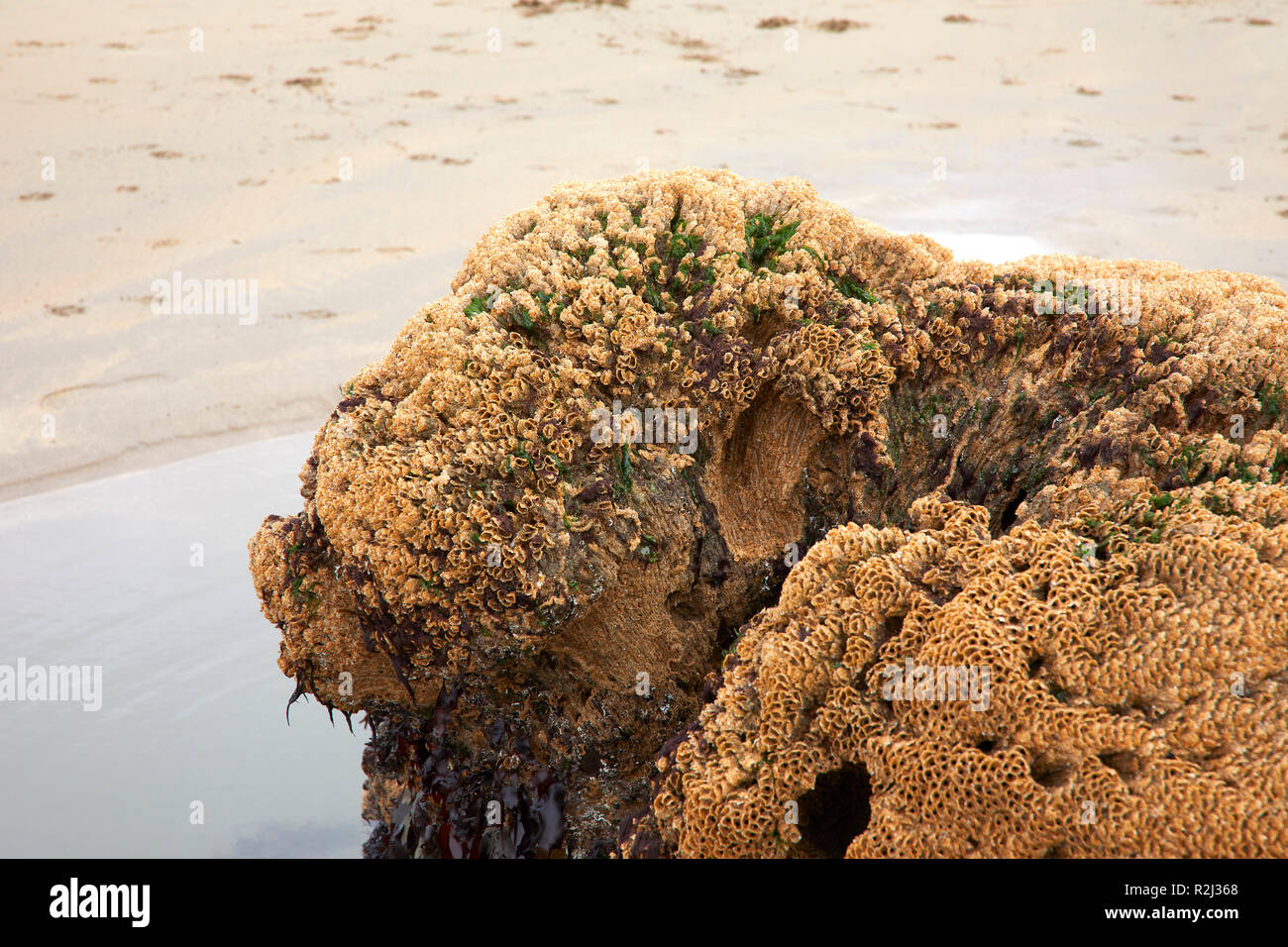 Honeycomb rocks hi-res stock photography and images - Alamy