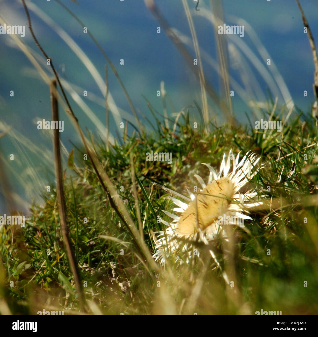 Silberdistel Stock Photos & Silberdistel Stock Images - Alamy