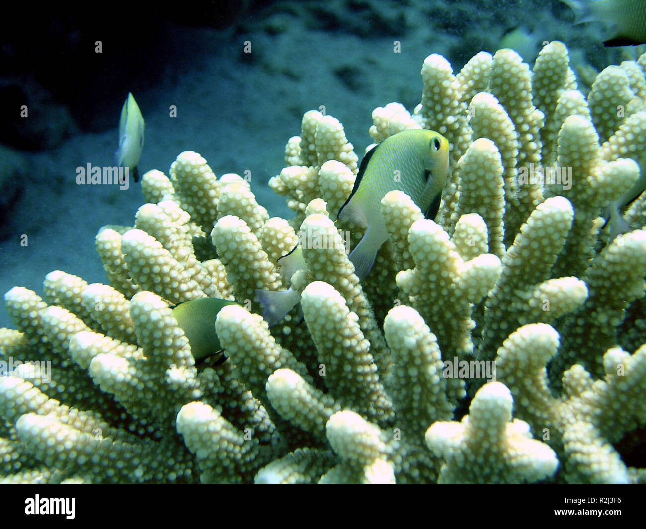 Harsh fish underwater fish pisces hi-res stock photography and images ...