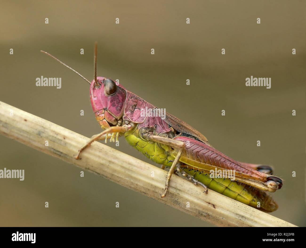 Cricket chirp hi-res stock photography and images - Alamy