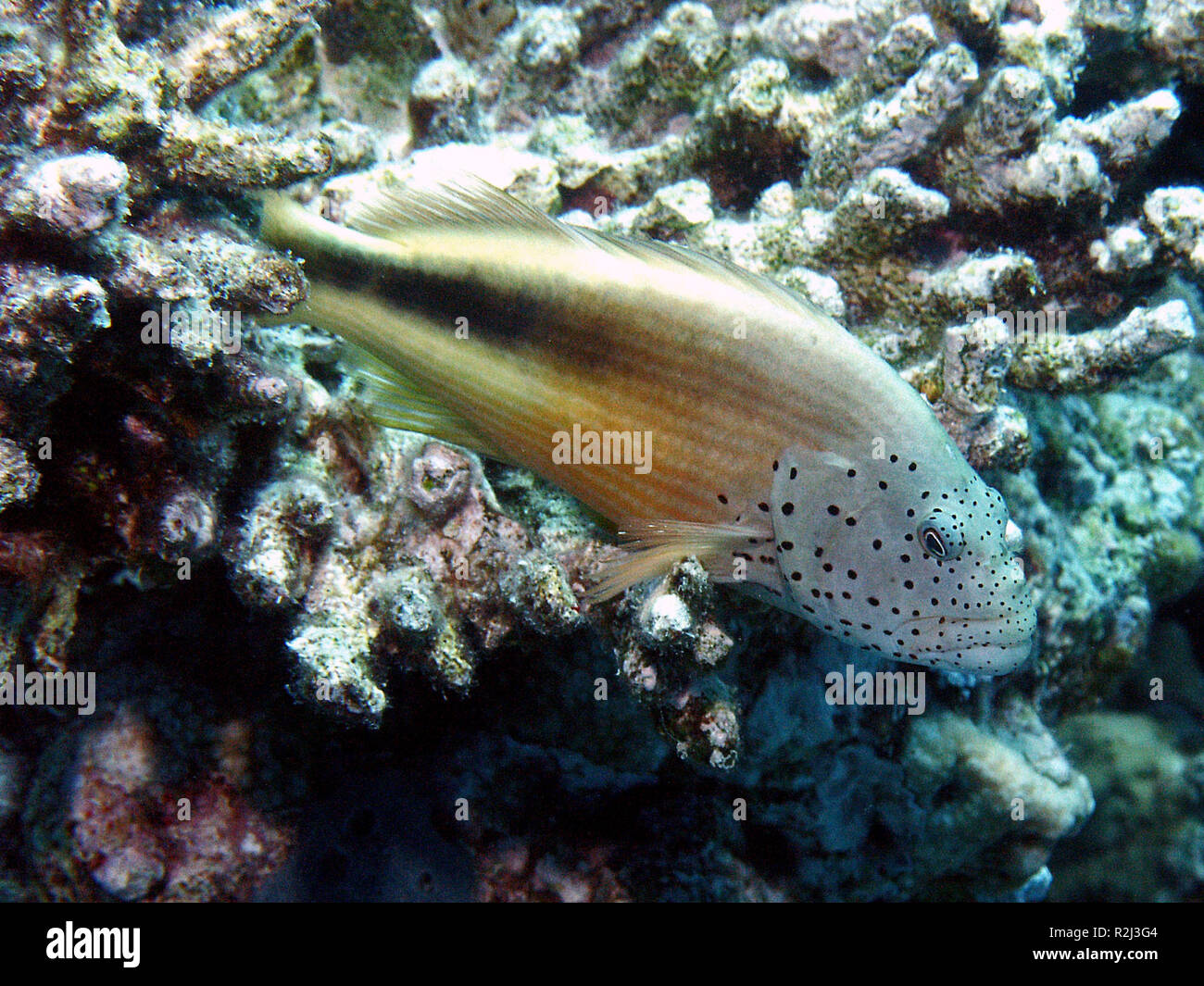 Striped hawkfish hi-res stock photography and images - Alamy