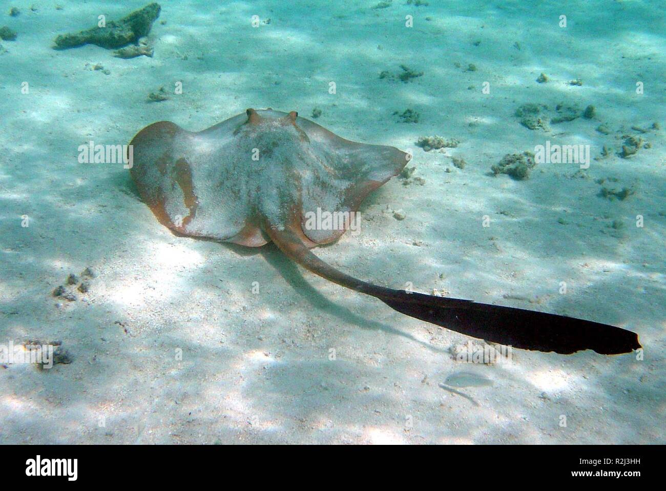 Sting ray tail hi-res stock photography and images - Alamy