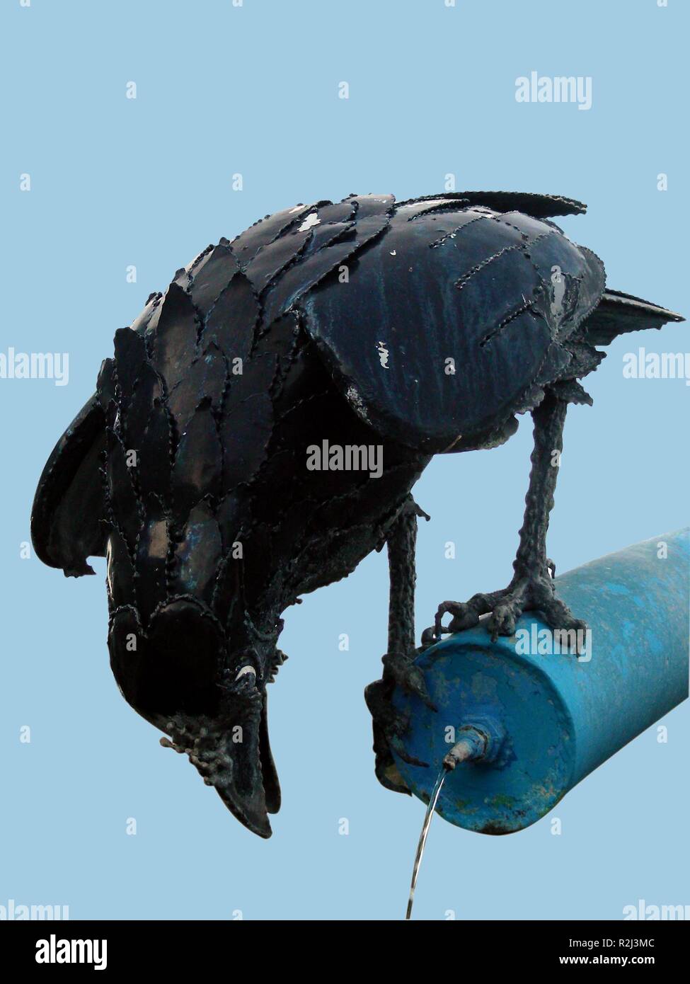 Raven drinking hi-res stock photography and images - Alamy