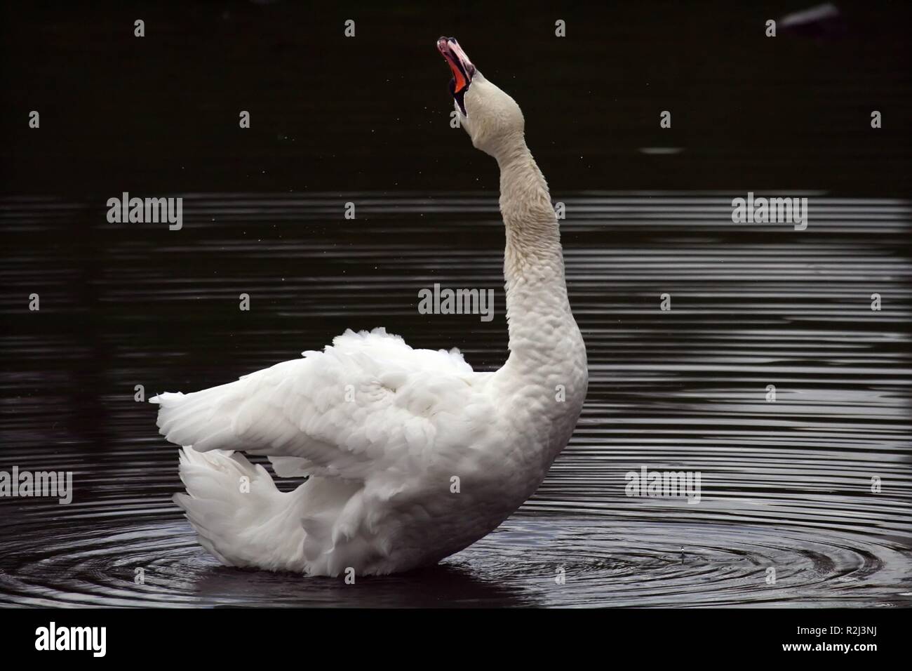 Swan Pose Stock Photos & Swan Pose Stock Images - Alamy