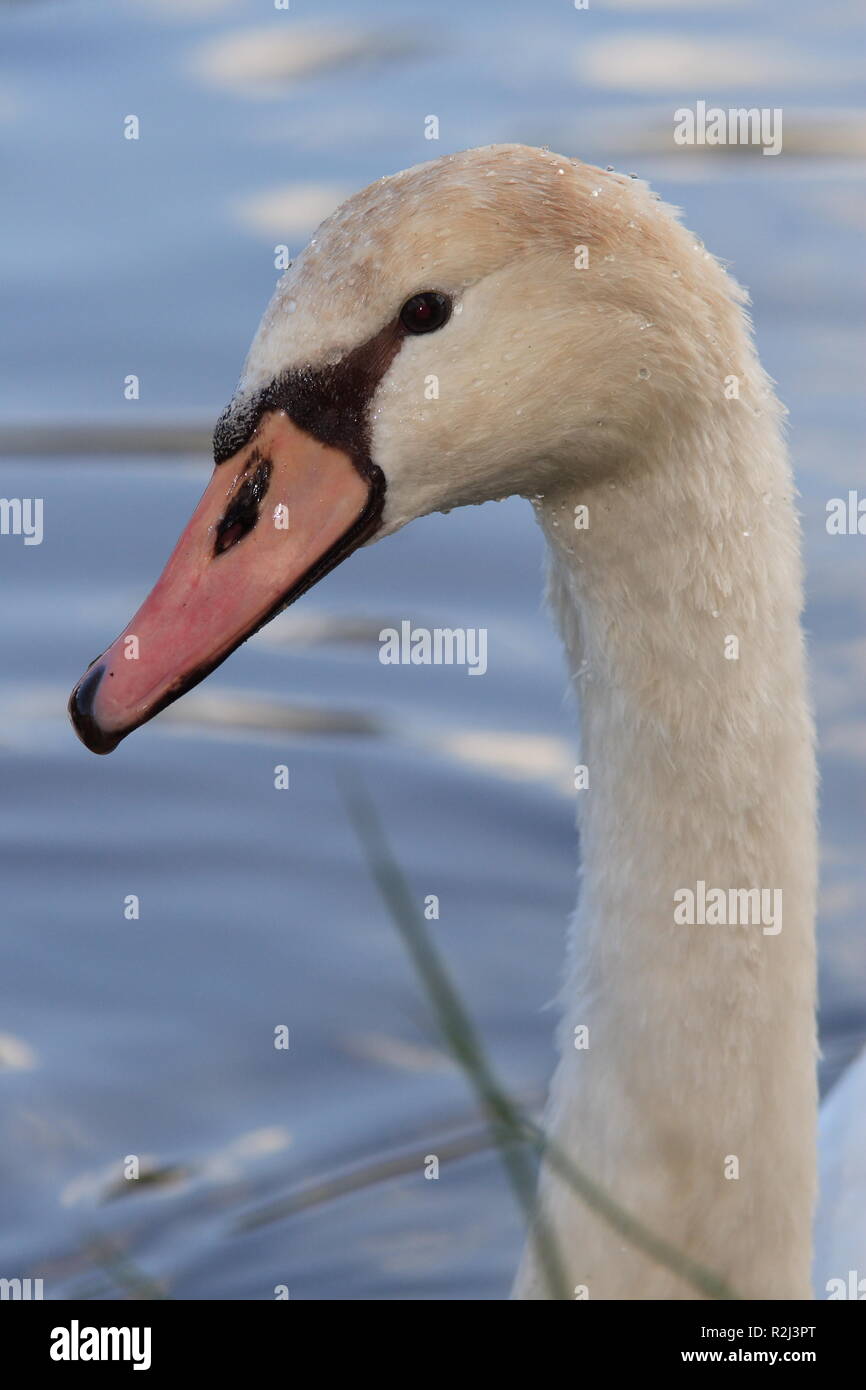 Swans legs hi-res stock photography and images - Alamy