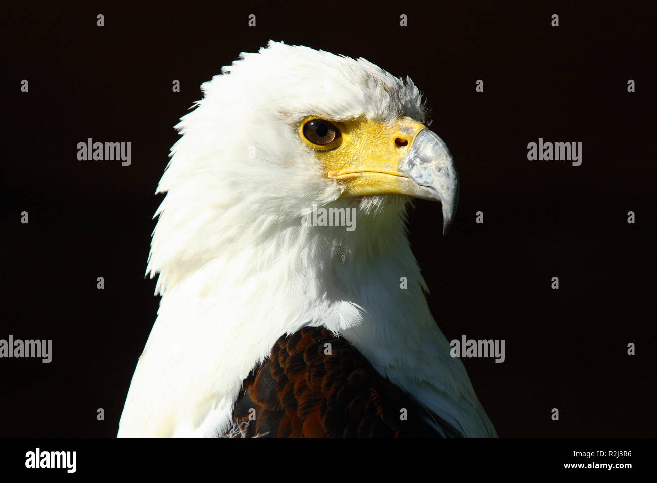 fish eagle profile illustration Stock Photo - Alamy