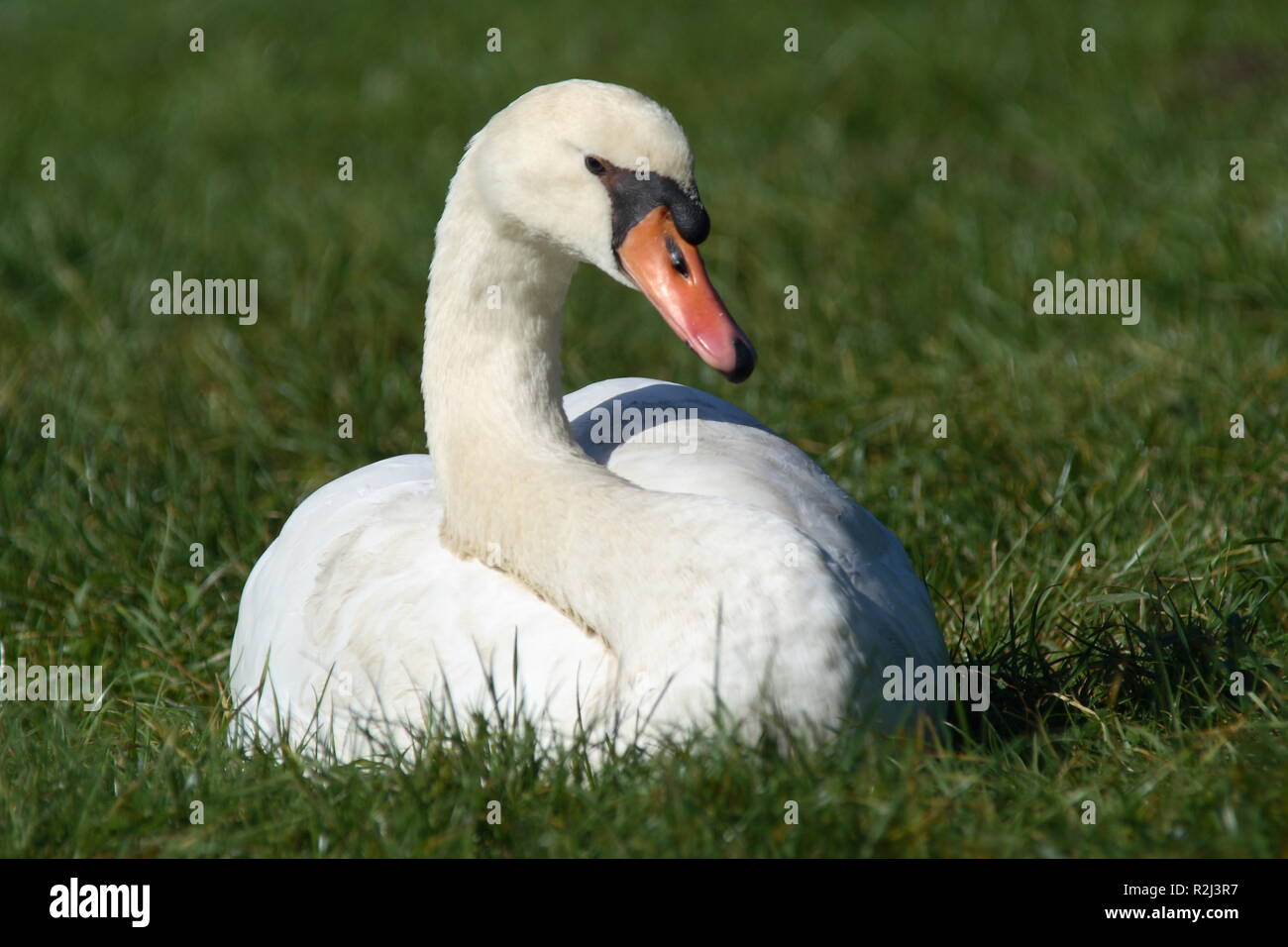 swan portrait transversely Stock Photo - Alamy