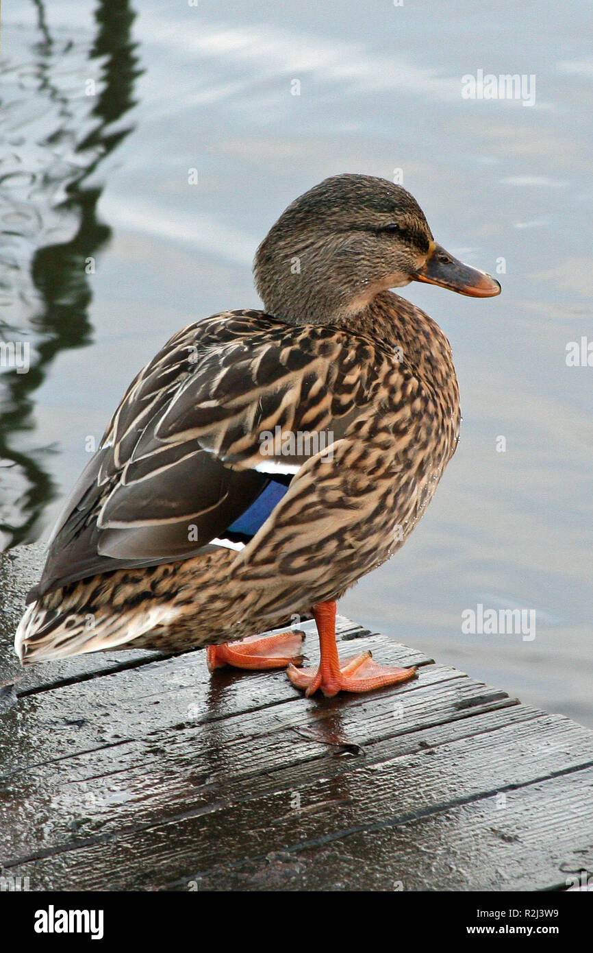 duck on the boat dock Stock Photo - Alamy