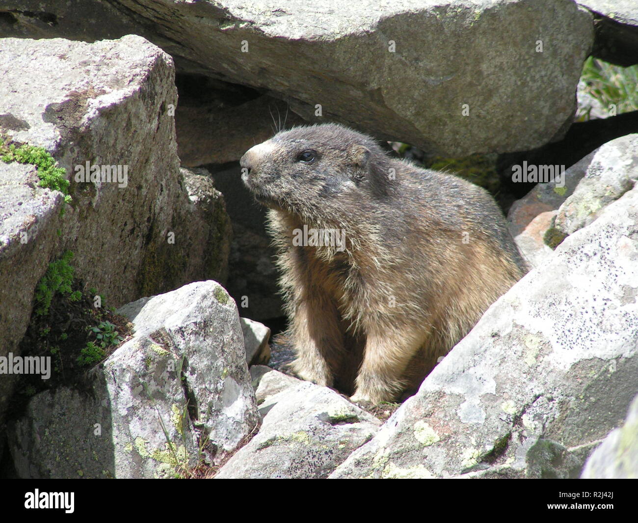 marmot in the swiss alps Stock Photo - Alamy