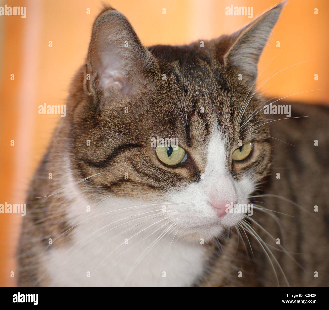 portrait of cacahouÃ©tte Stock Photo - Alamy