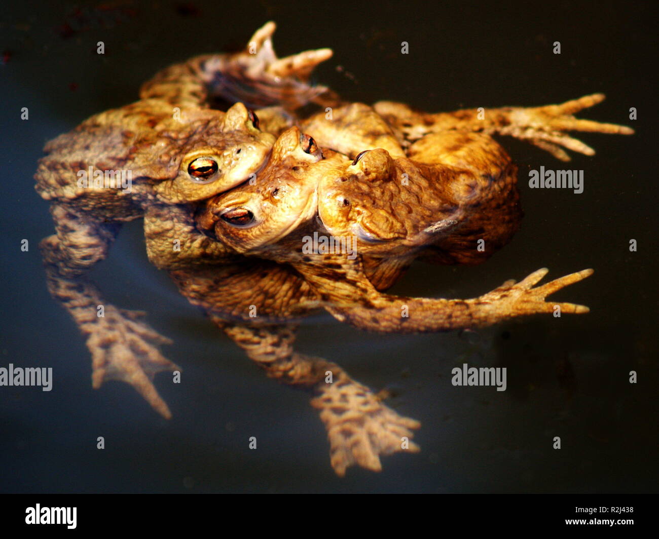 Kiss a frog hi-res stock photography and images - Alamy