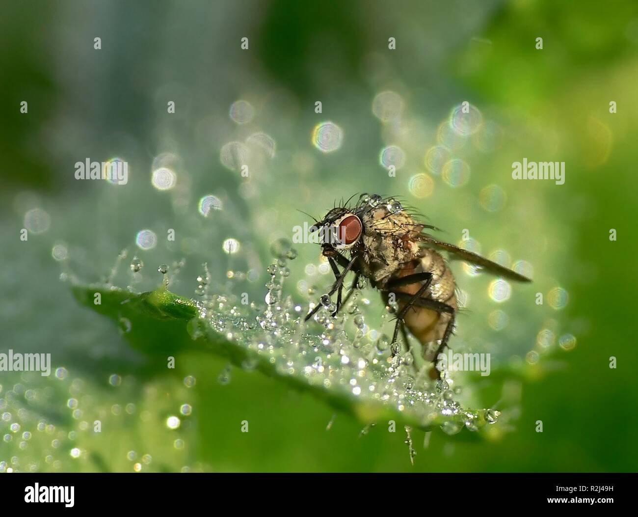 fly in the water jungle Stock Photo - Alamy