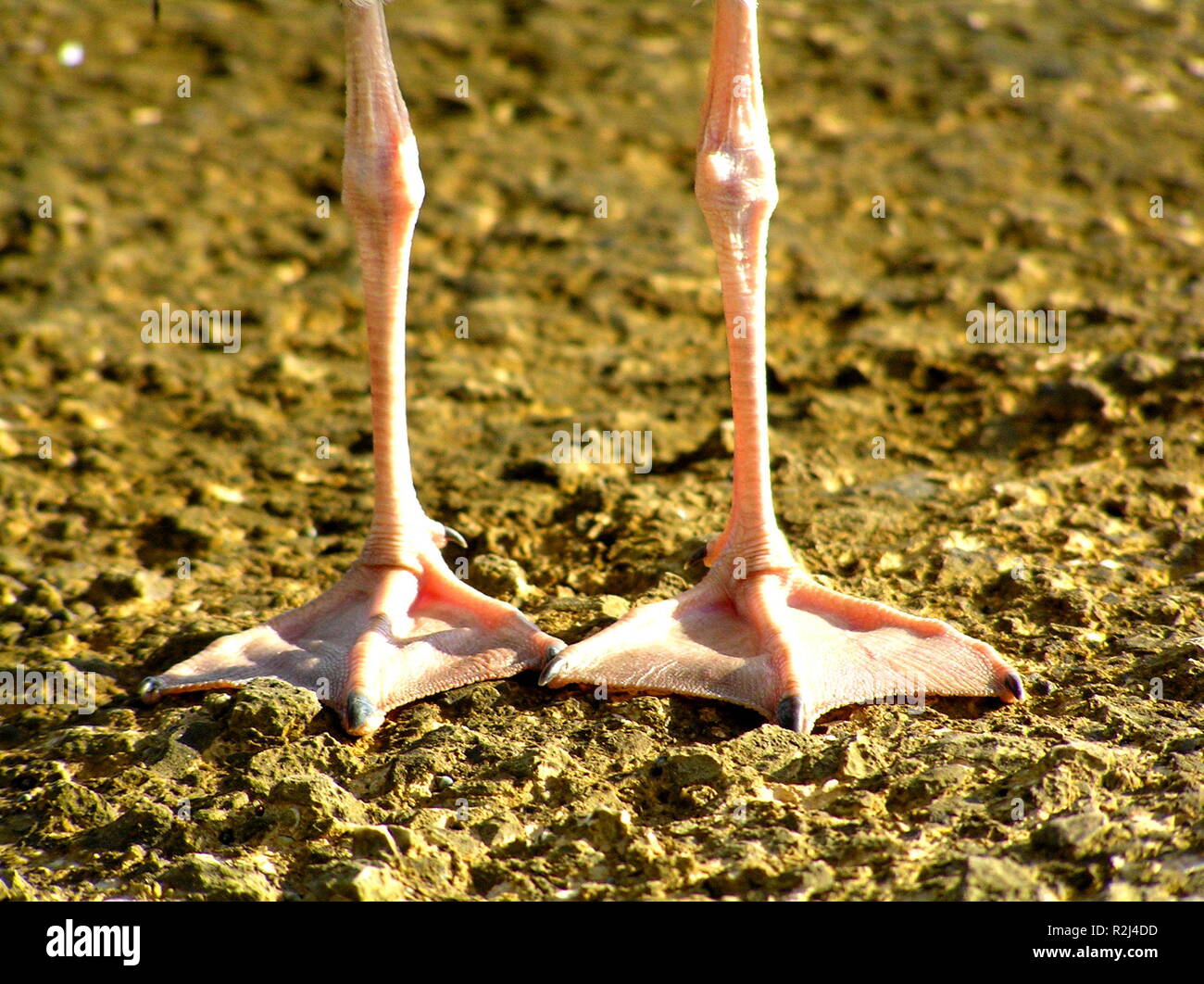 jonathan livingston seagull Stock Photo - Alamy