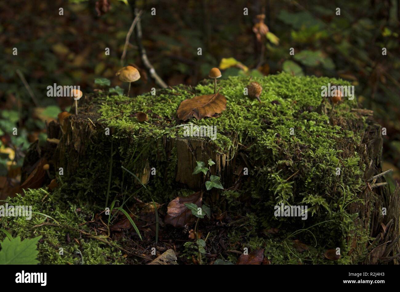 tree trunk with moss Stock Photo - Alamy