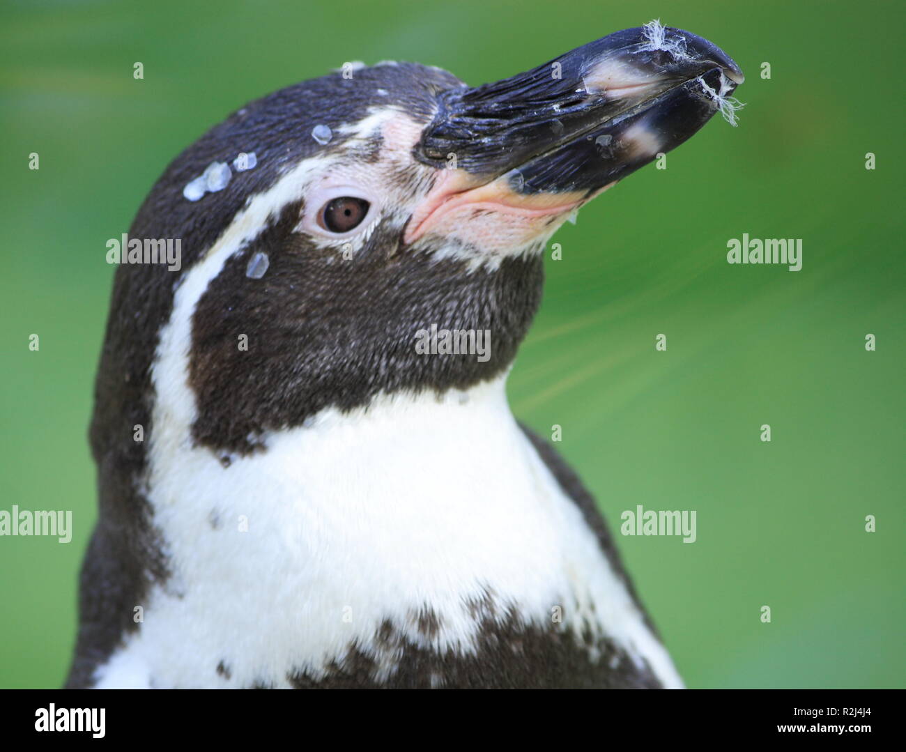 where is mami Stock Photo - Alamy