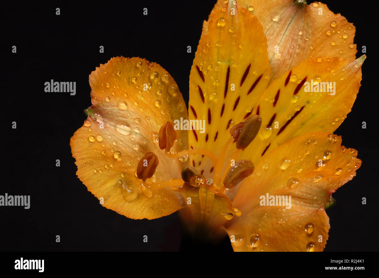 Inca Lily High Resolution Stock Photography and Images - Alamy
