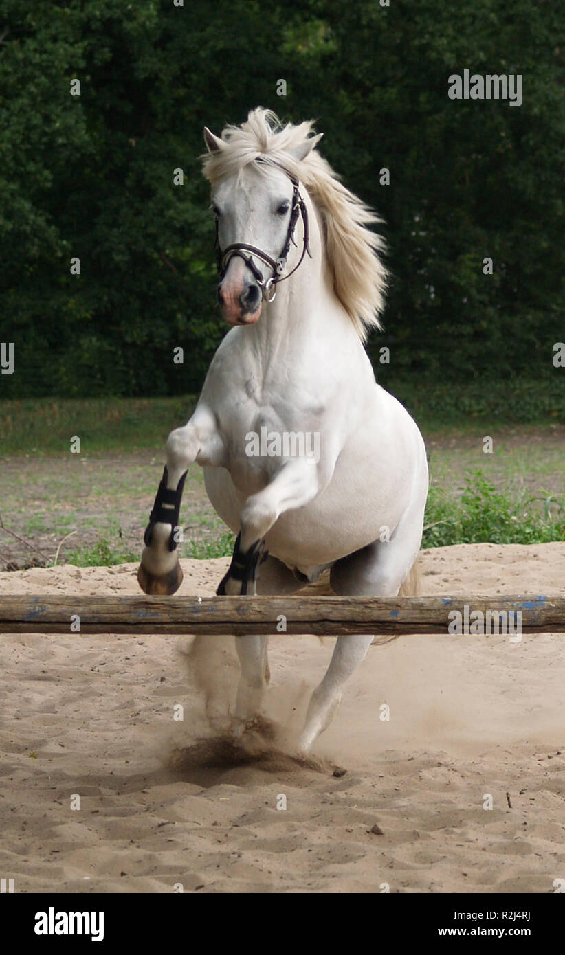 Bouncing ride with spring hi-res stock photography and images - Alamy